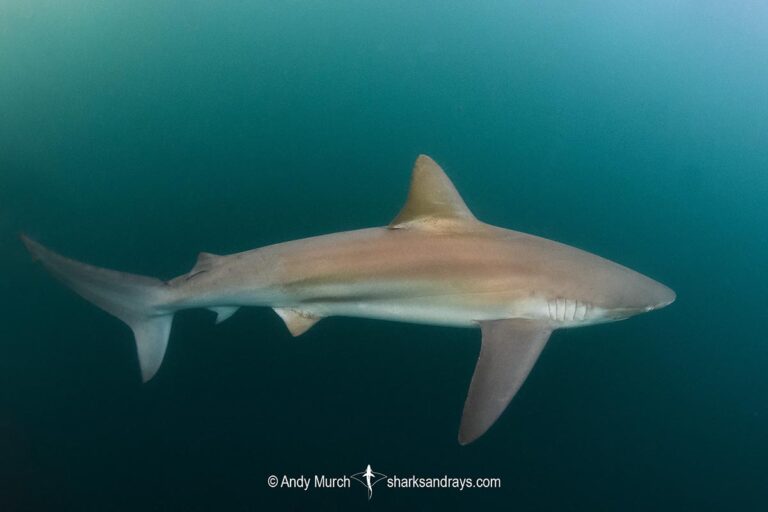 Bronze Whaler Shark - Carcharhinus brachyurus