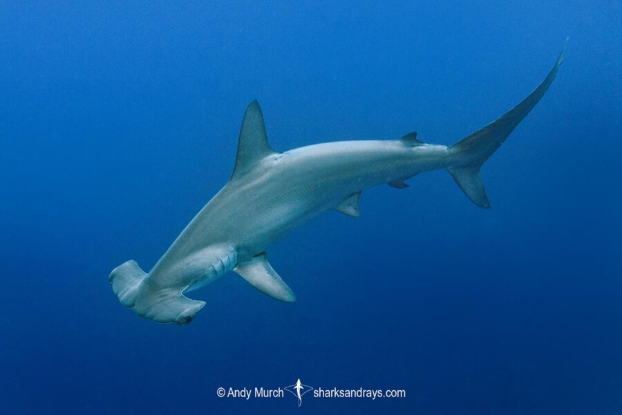 Smooth Hammerhead - Sphyrna zygaena