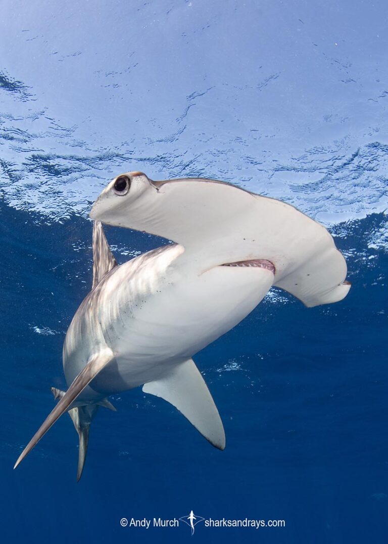 Smooth Hammerhead Shark 105 | Sharks and Rays