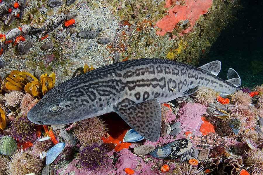 Leopard Catshark | Sharks and Rays