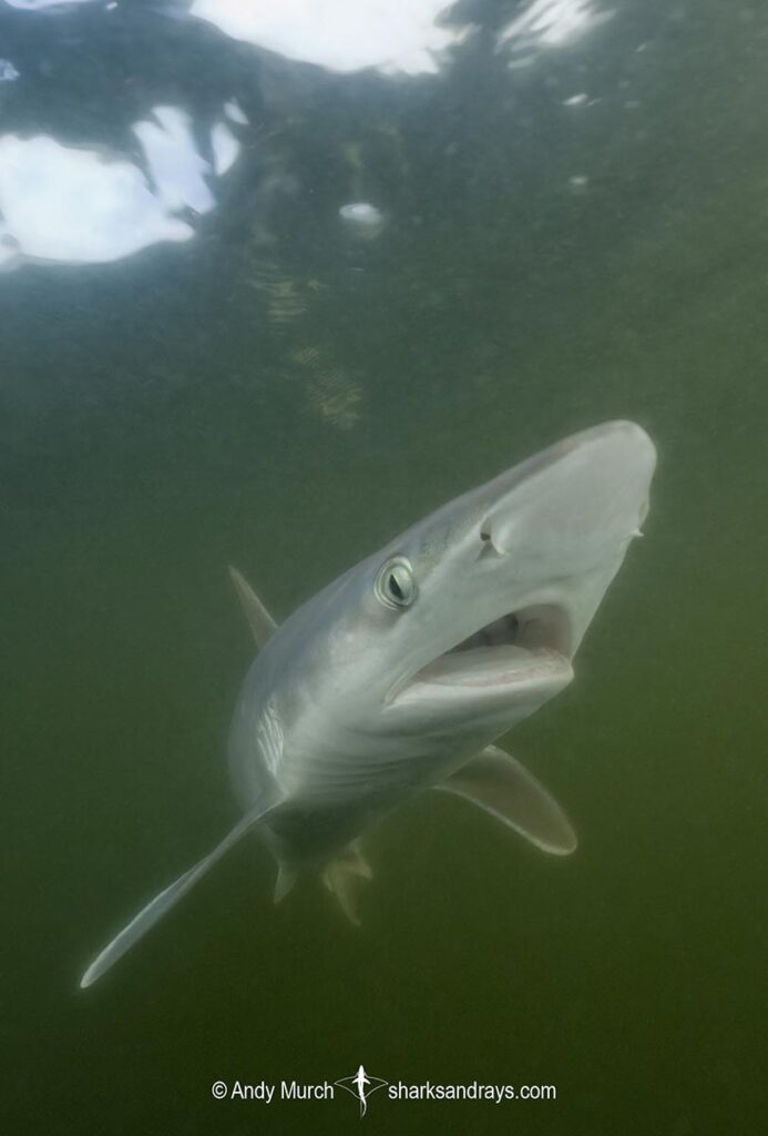 Atlantic Sharpnose Shark 050 | Sharks and Rays