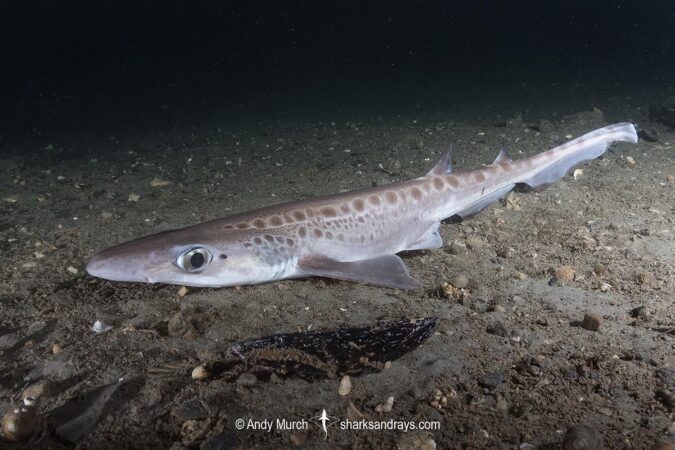 Blackmouth Catshark - Galeus melastomus