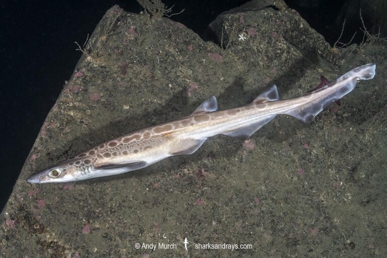 Blackmouth Catshark - Galeus melastomus