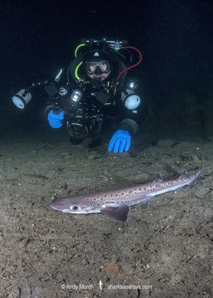 Blackmouth Catshark - Galeus melastomus