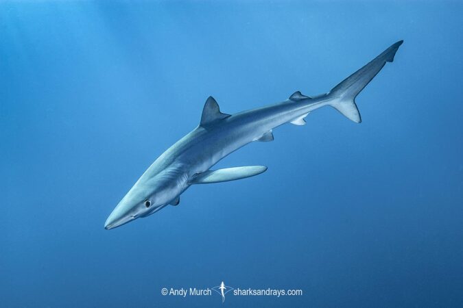 Blue Shark - Prionace glauca