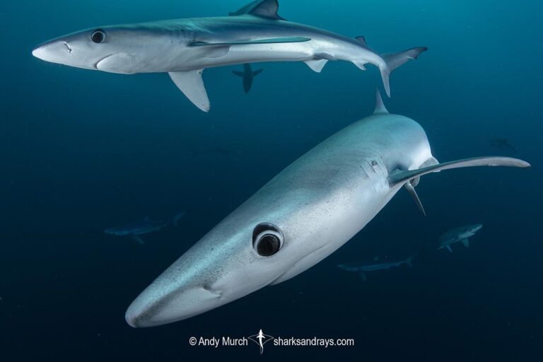 Blue Shark - Prionace glauca