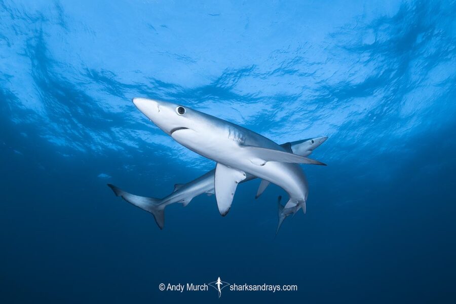 Blue Shark - Prionace glauca
