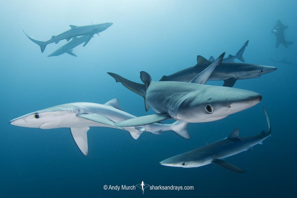Blue Shark - Prionace glauca