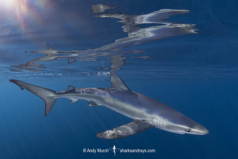 Blue Shark - Prionace glauca