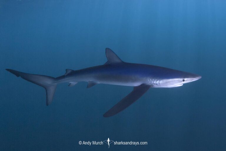 Blue Shark - Prionace glauca