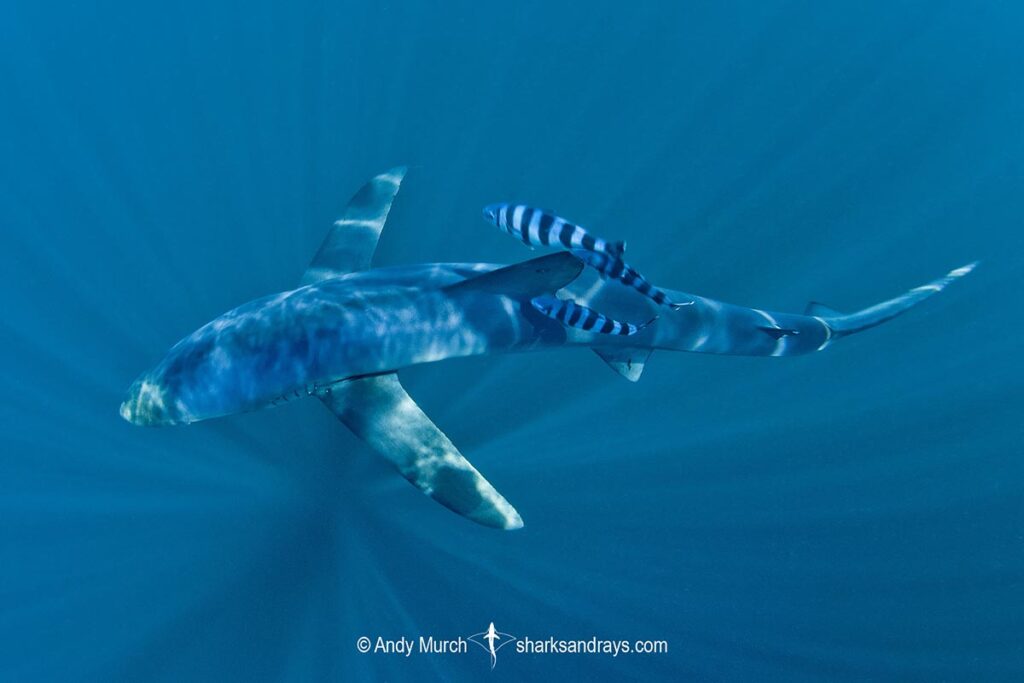 Blue Shark - Prionace glauca