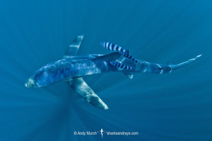 Blue Shark - Prionace glauca