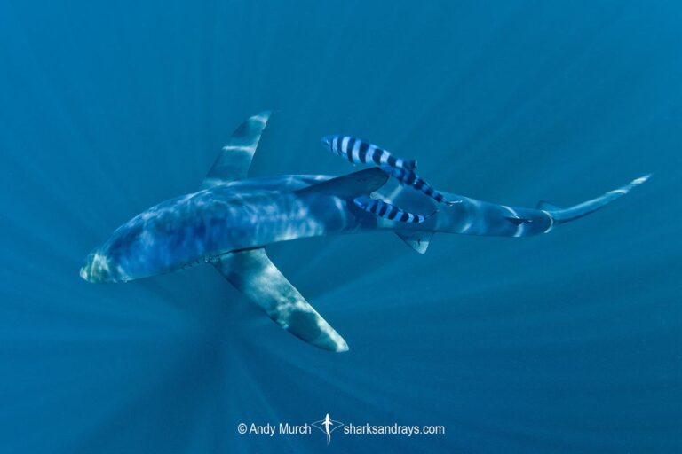 Blue Shark - Prionace glauca
