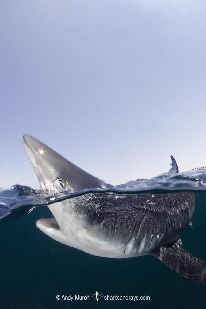 Blue Shark - Prionace glauca