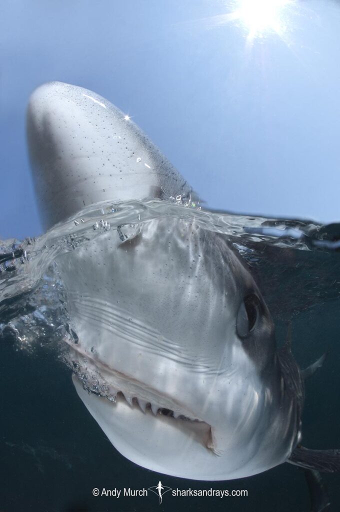 Blue Shark - Prionace glauca