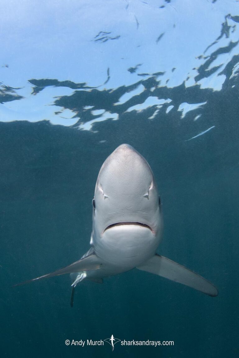 Blue Shark - Prionace glauca