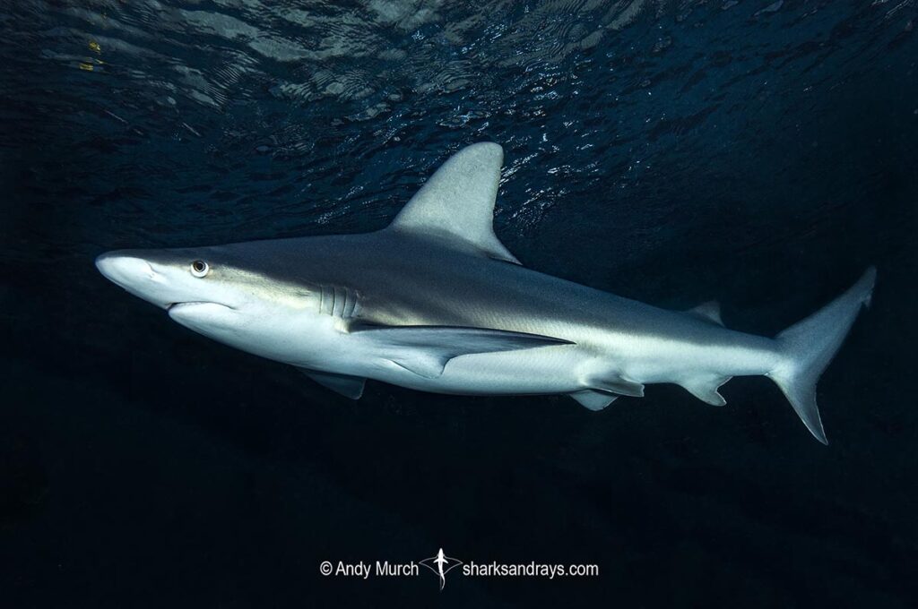 Sandbar Shark - Carcharhinus plumbeus
