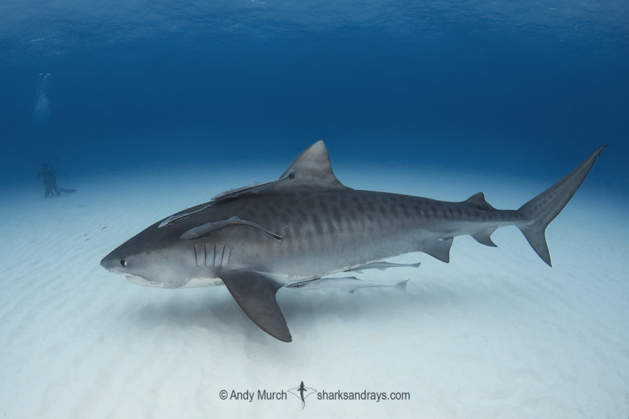 Tiger Shark 410 | Sharks and Rays