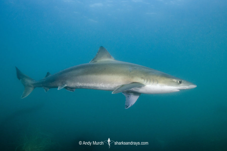 Tope Shark 019 | Sharks and Rays