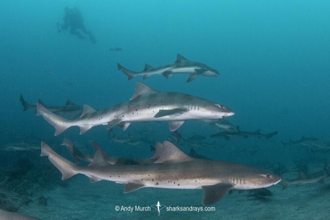 Banded Houndshark 124 | Sharks and Rays