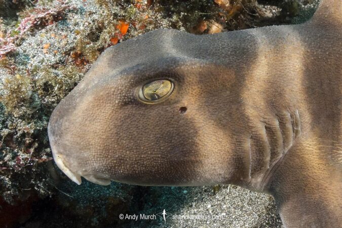 Japanese Bullhead Shark - Heterodontus japonicus