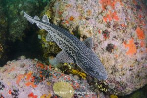 Leopard Catshark 013 | Sharks and Rays