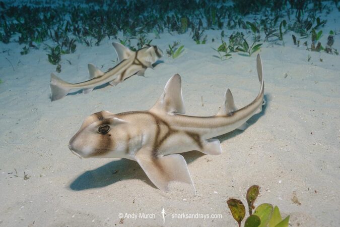 Port Jackson Shark - Heterodontus portusjacksoni
