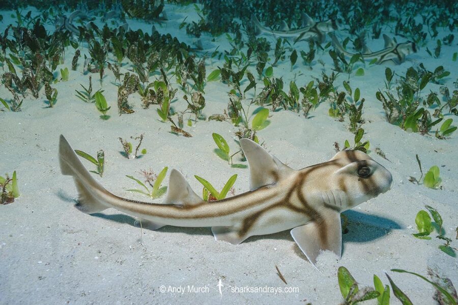 Port Jackson Shark 011 | Sharks and Rays