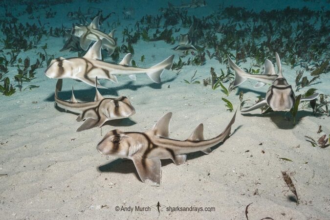 Port Jackson Shark - Heterodontus portusjacksoni