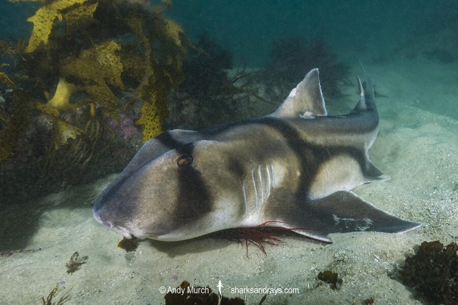 Port Jackson Shark 039 | Sharks and Rays