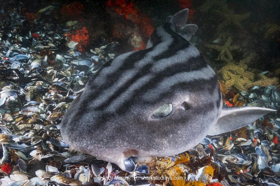 Pyjama Catshark 077 | Sharks and Rays