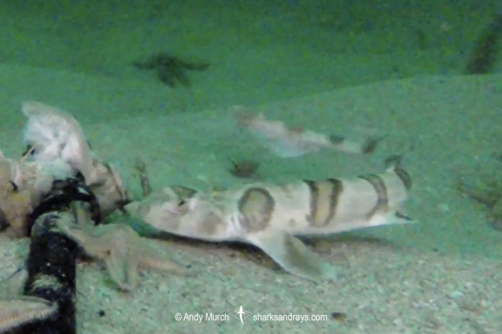 Tiger Catshark - Halaelurus natalensis