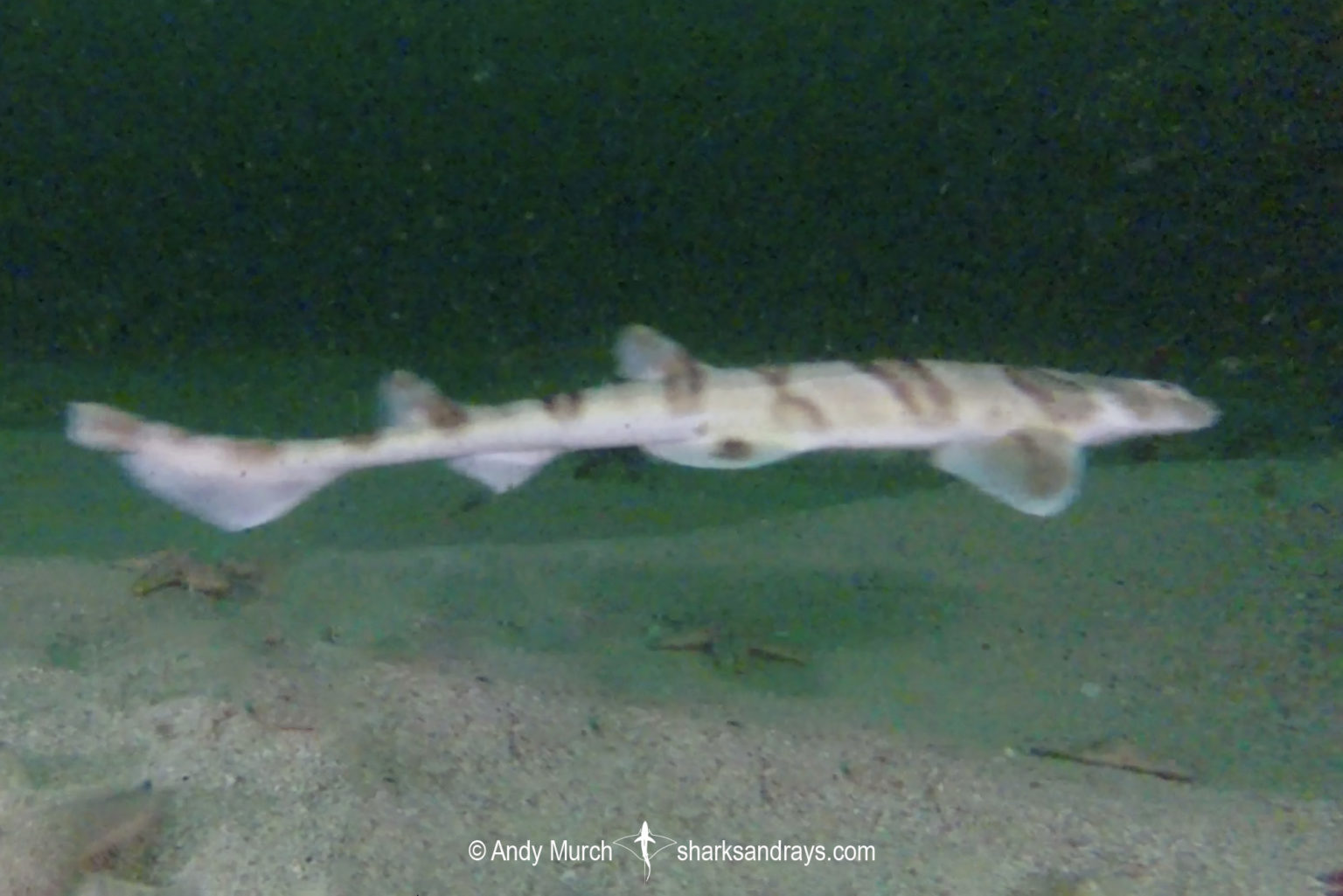 Tiger Catshark - Halaelurus natalensis