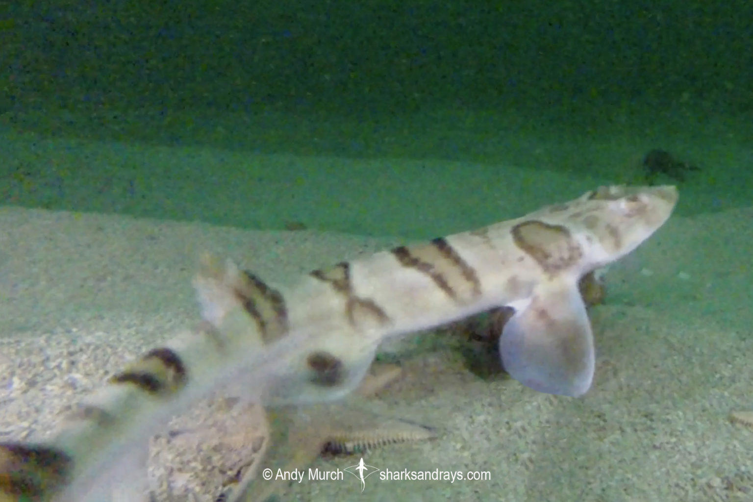 Tiger Catshark - Halaelurus natalensis