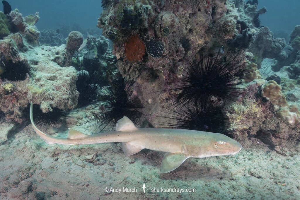 Arabian Carpetshark - Chiloscyllium arabicum