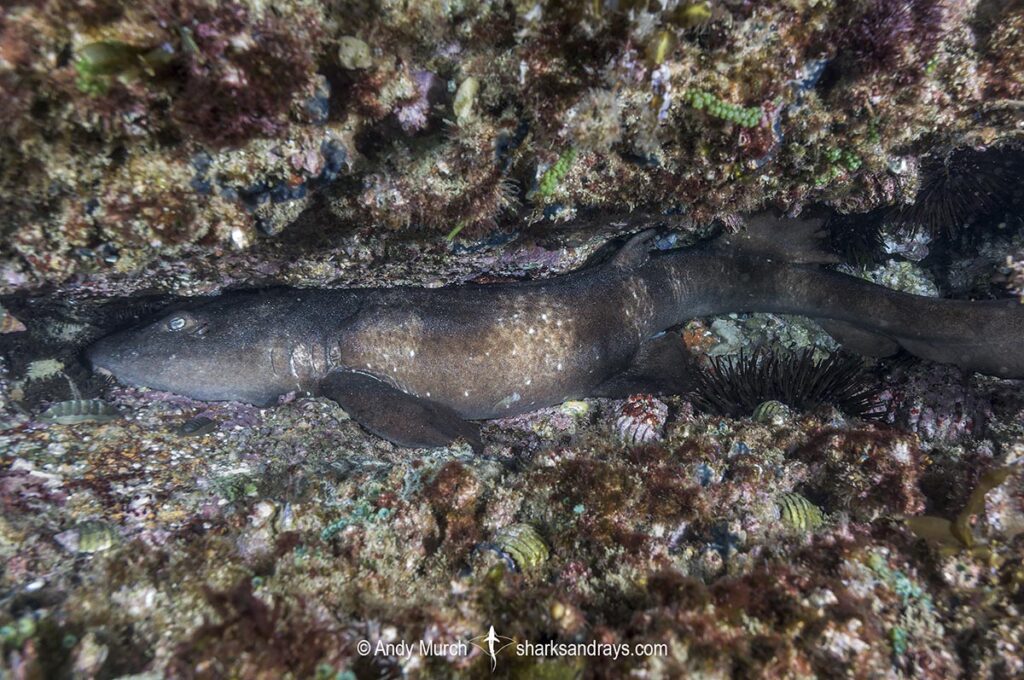 Blind Shark - Brachaelurus waddi