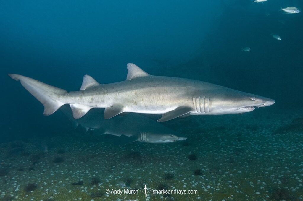 Sandtiger Shark 064 | Sharks and Rays