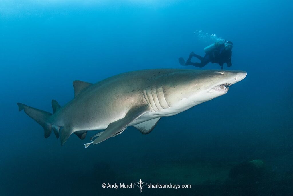 Sandtiger Shark 342 | Sharks and Rays