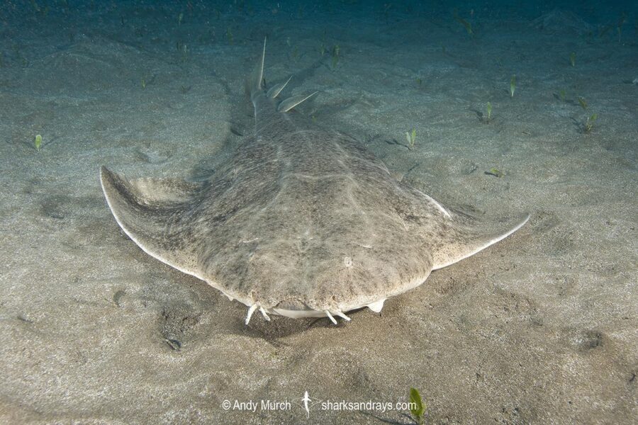 Common Angelshark 014 | Sharks and Rays