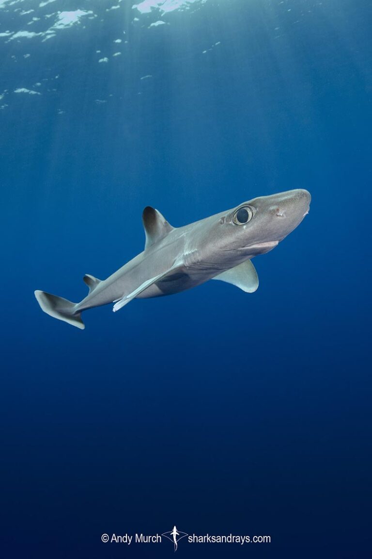 Cuban Dogfish - Squalus cubensis