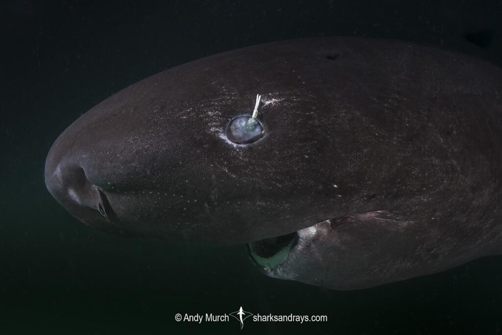 Pacific Sleeper Shark 007 | Sharks and Rays