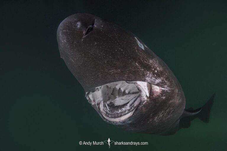 Pacific Sleeper Shark 011 | Sharks and Rays