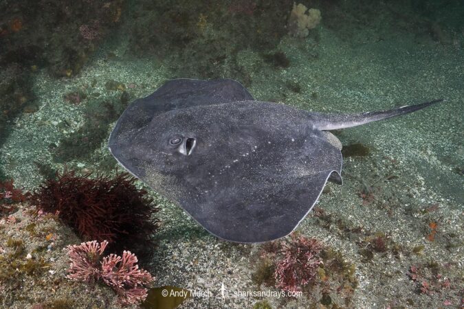 Brown Stingray - Bathytoshia lata.