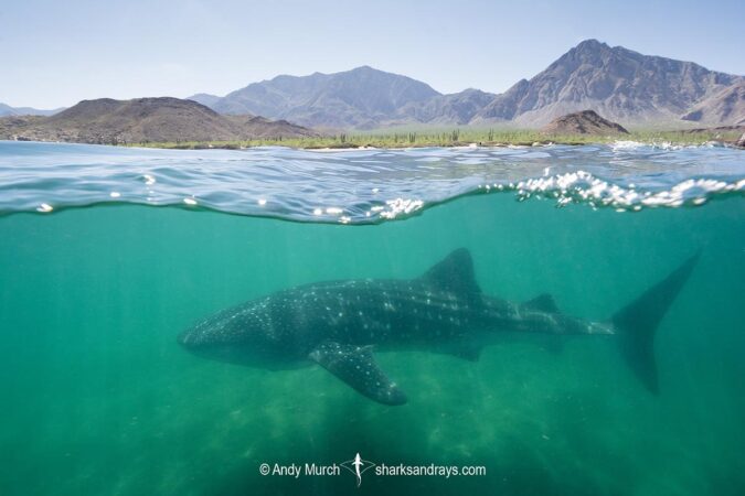 Whale Shark 745 | Sharks and Rays