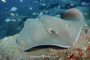 Brown Stingray 009 | Sharks and Rays