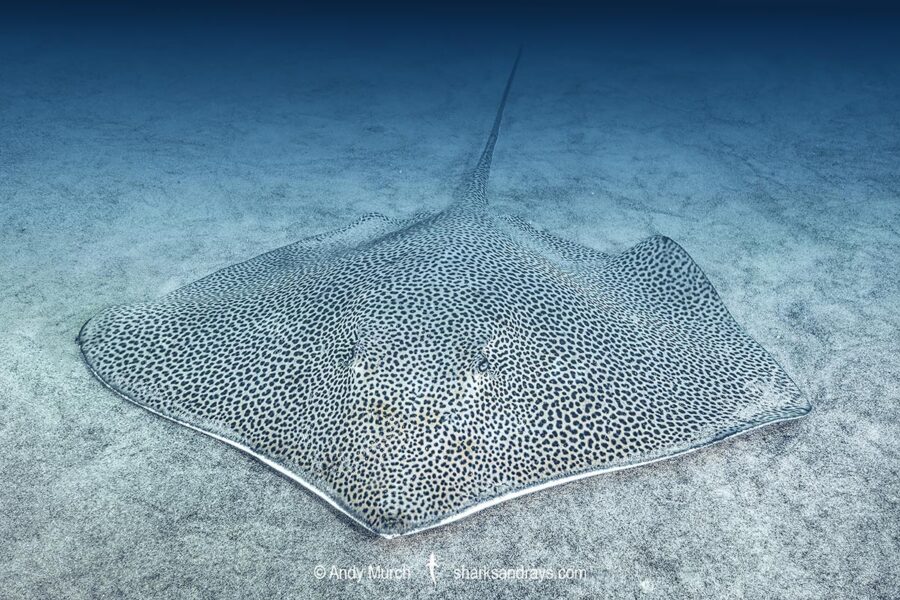 Reticulate Whipray - Himantura uarnak