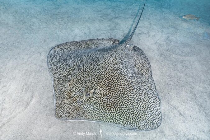 Reticulate Whipray - Himantura uarnak