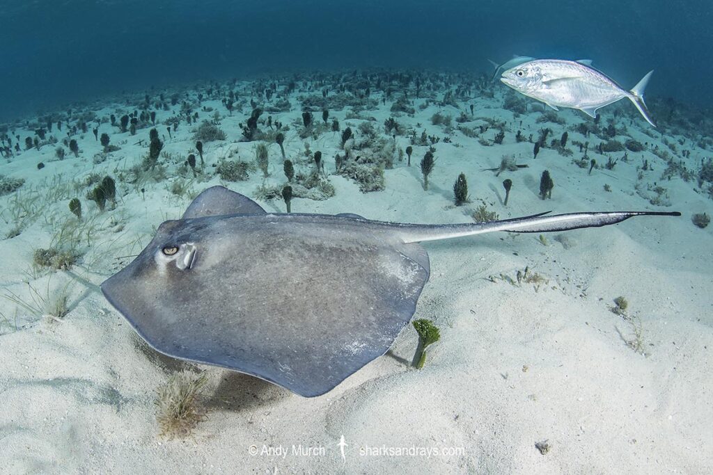 Southern Stingray - Hypanus americanus
