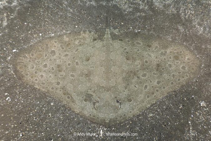 Spiny Butterfly Ray 002 | Sharks and Rays