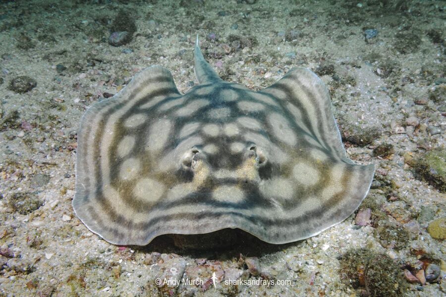 Bullseye Round Stingray 051 | Sharks and Rays